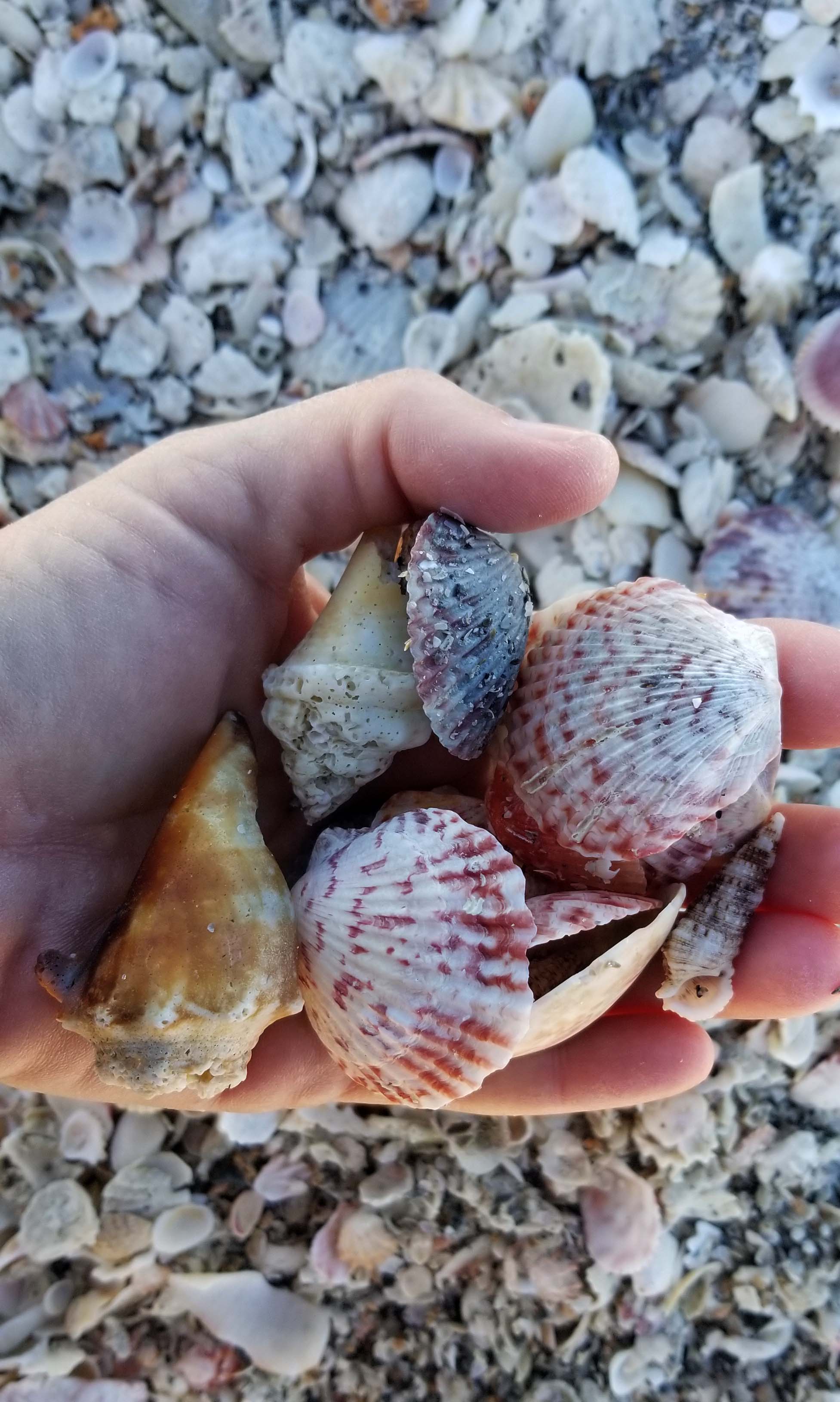 Birthday Week(s)- Part 3. . . Seashells and Sand – FitHippie Adventures